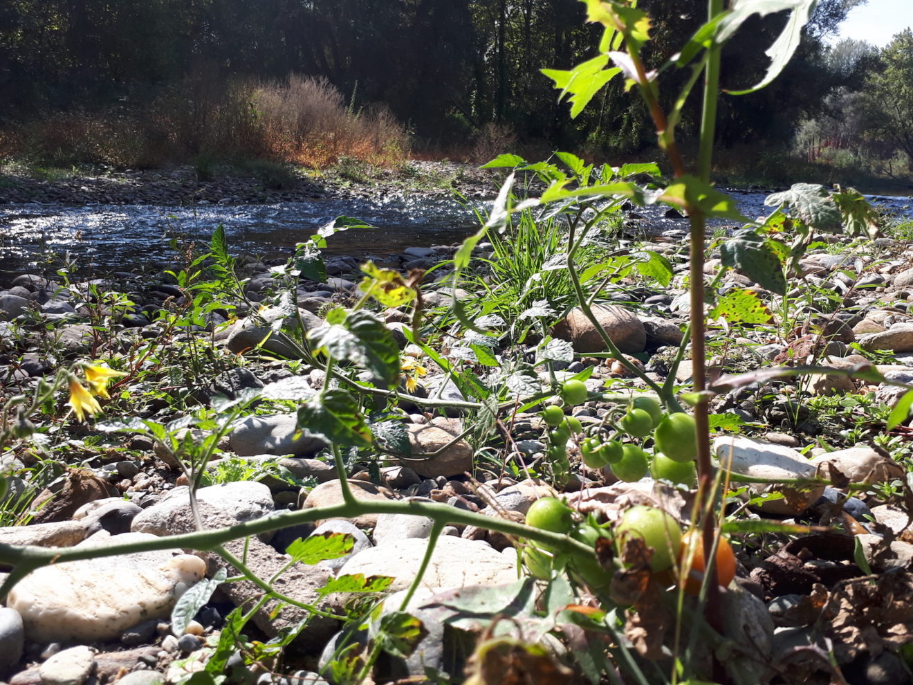Orti Generali: la novità green nel quartiere Mirafiori Sud a Torino ...